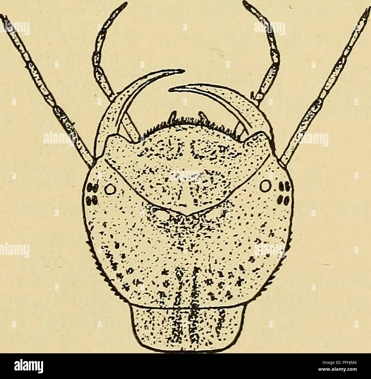 This detailed section from Denmark's fauna handbook covers the species ...