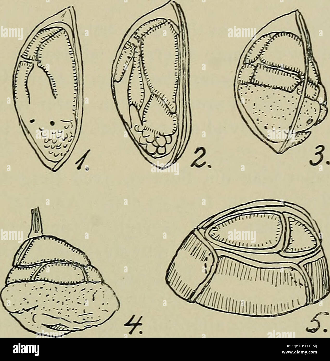 This illustrated handbook details Denmark's fauna, including species ...