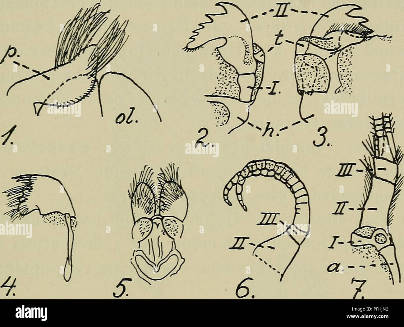 A Danish illustrated guide to the fauna of Denmark, focusing on species ...