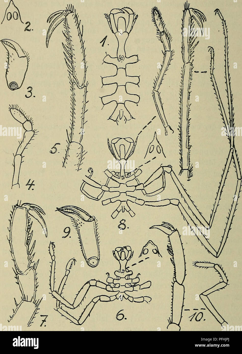 This illustrated guide to Danish fauna includes detailed descriptions ...