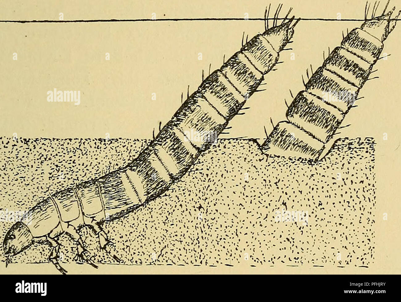 This illustrated guide to the fauna of Denmark includes detailed ...