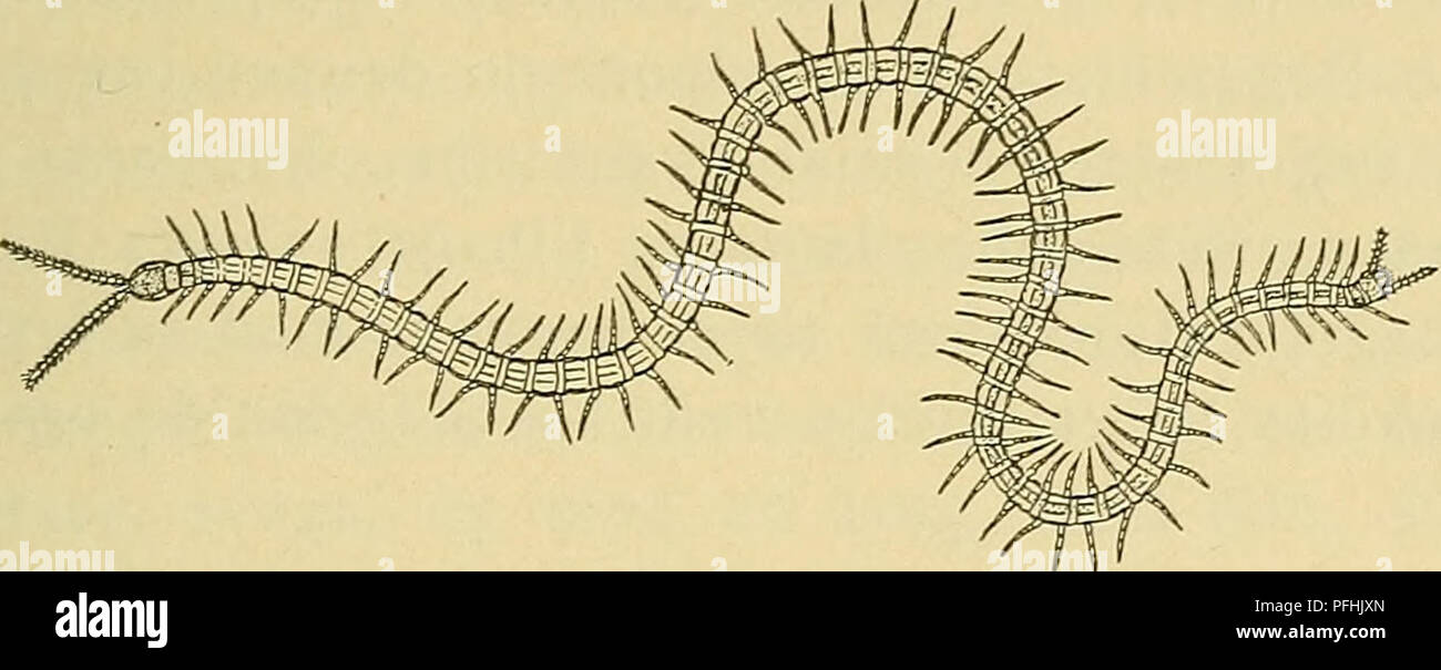 This Danish faunal guide illustrates the species of G. electricus, also ...