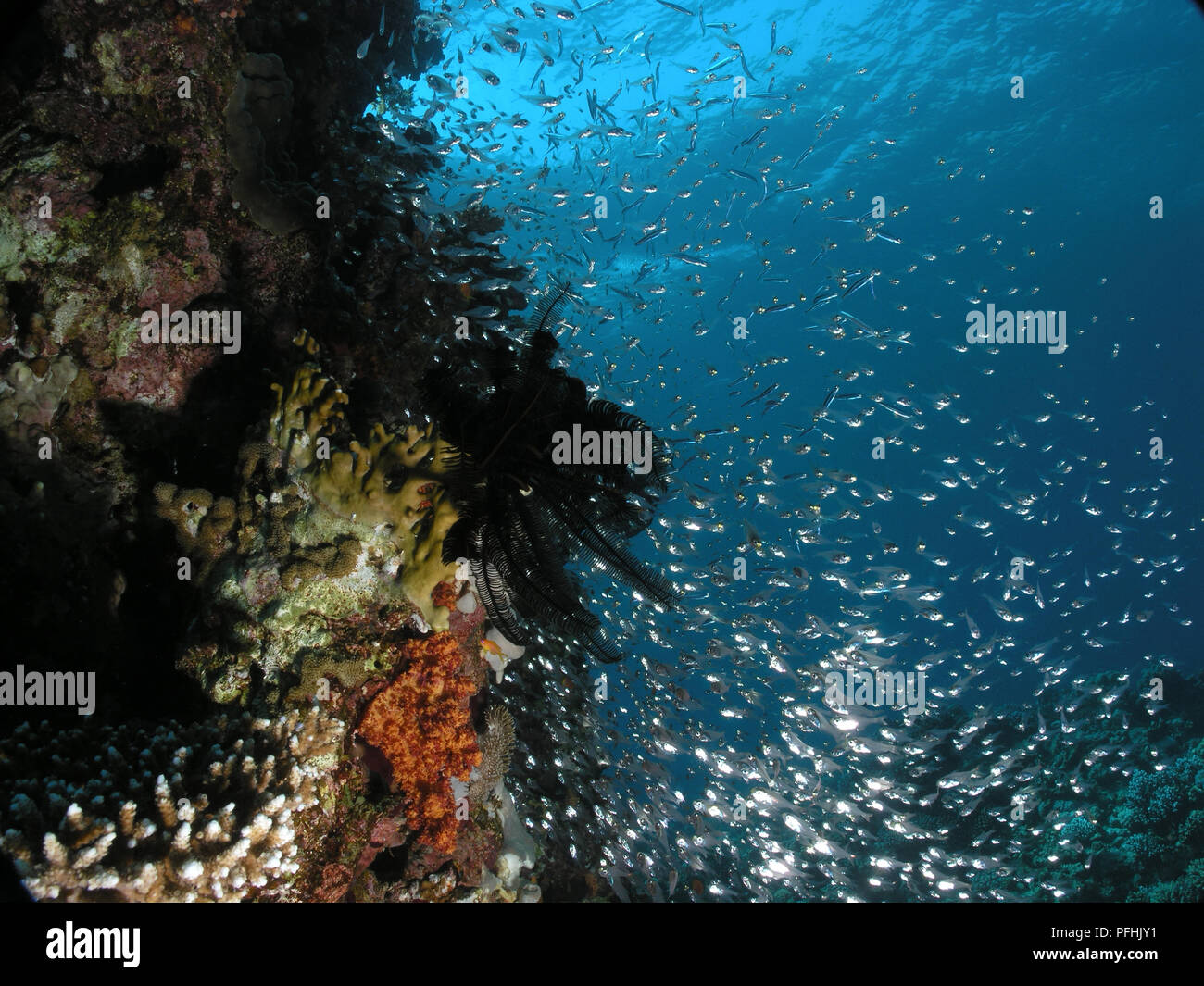 Glass fish egypt hi-res stock photography and images - Alamy