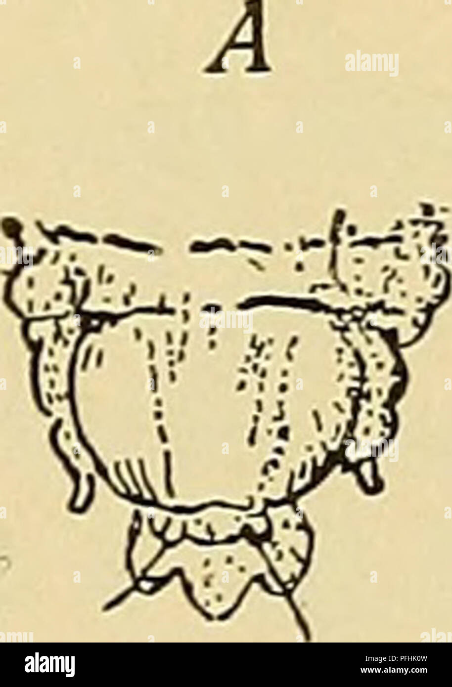 Vorter hi-res stock photography and images - Alamy