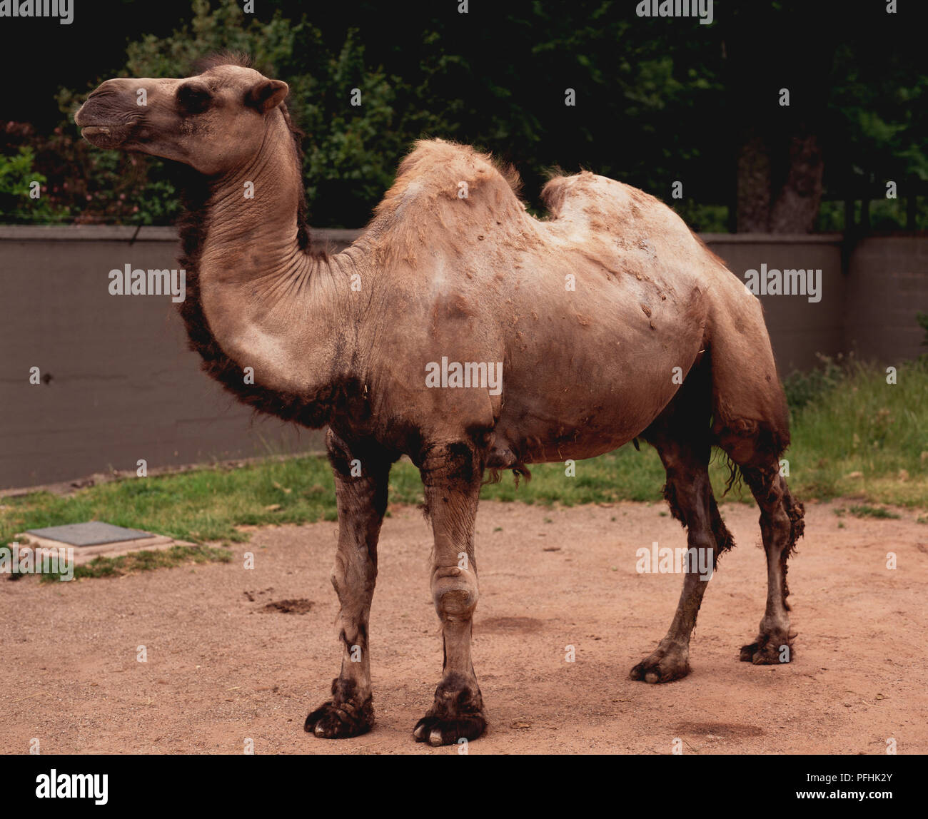 Camel standing on sandy patch in walled area, side view Stock Photo - Alamy