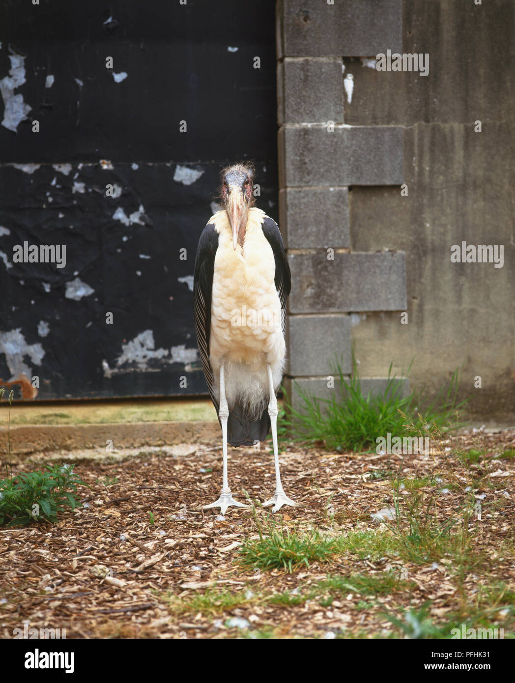 Marabou Stork, Leptoptilos crumeniferus, with black and white feathers ...