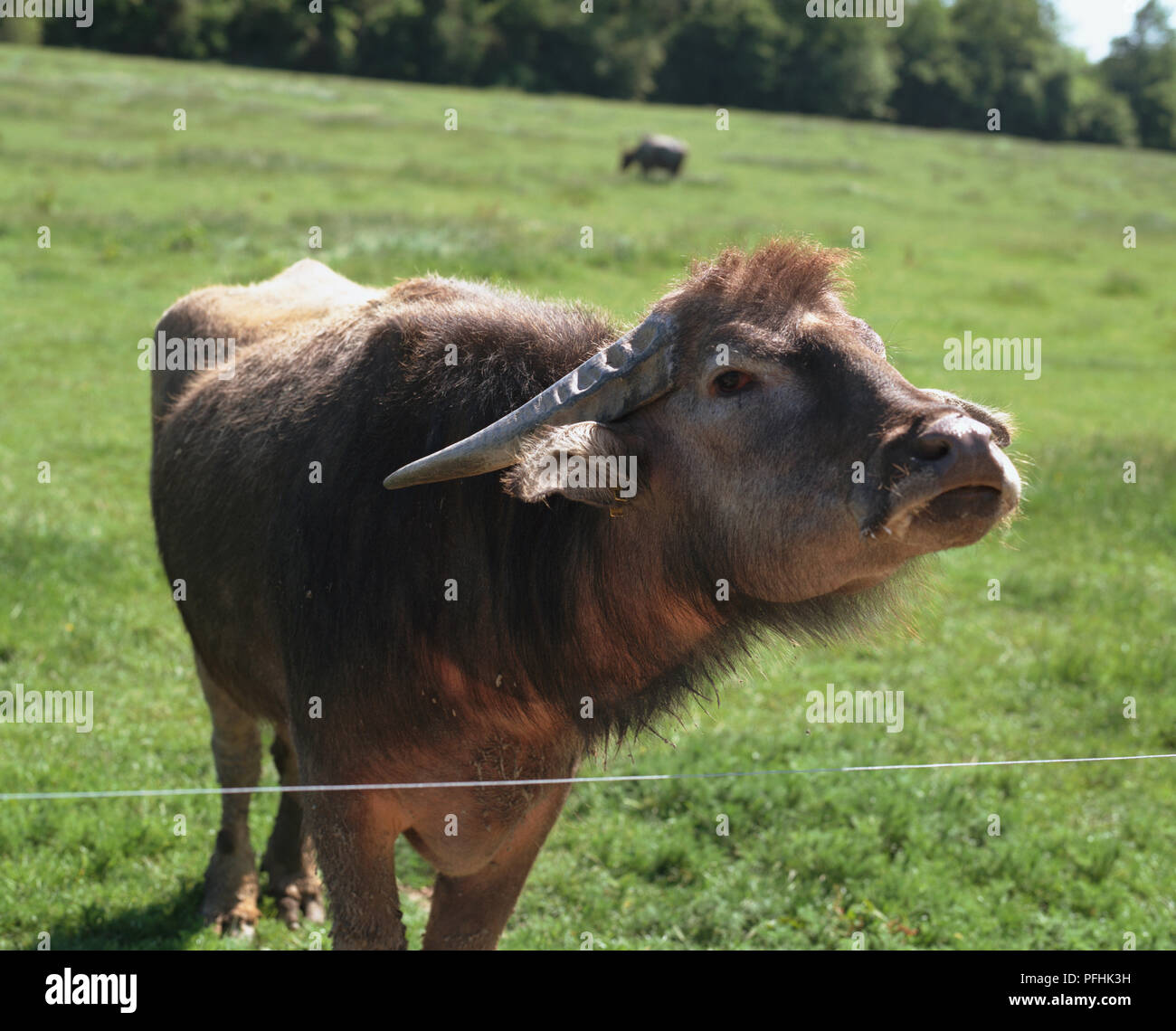 Asian Water Buffalo, Bubalus bubalis, tilting its head backwards ...