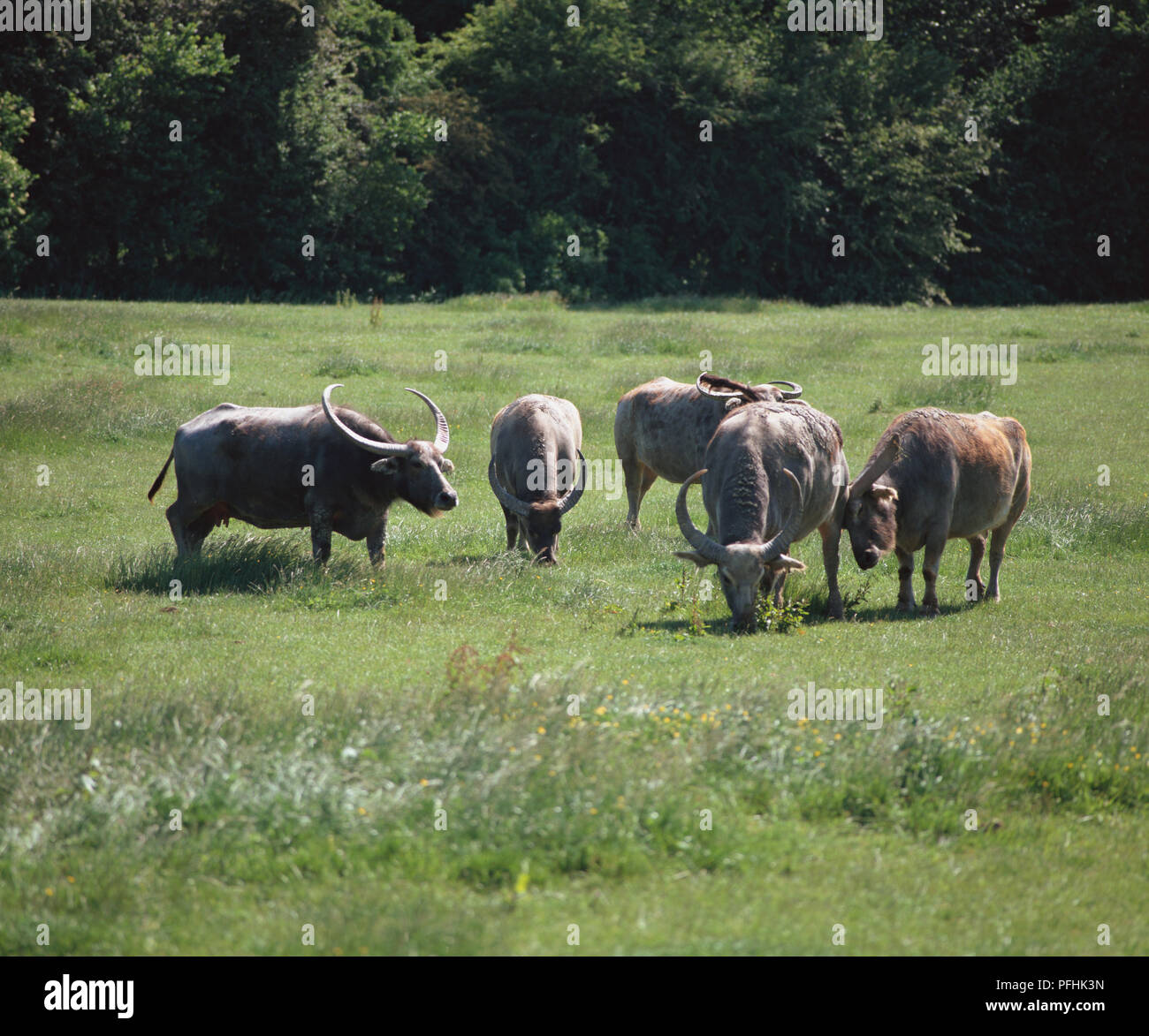Herd of Asian Water Buffalo, Bubalus bubali, grazing, front view Stock ...