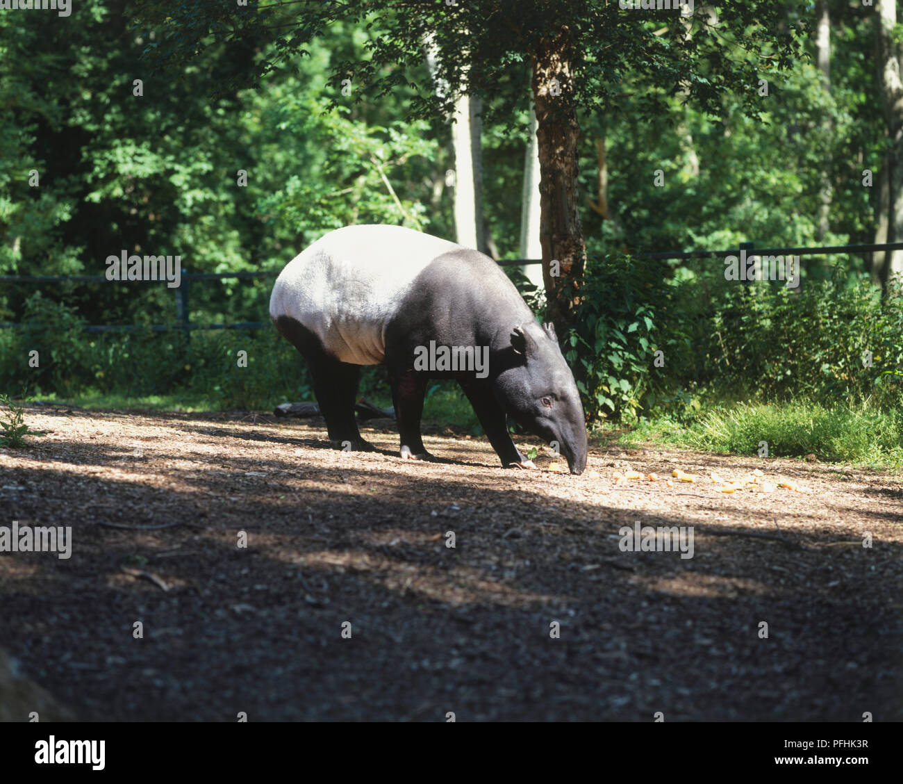 Malayan Tapir, Tapirus indicus, eating food scattered on forest ground ...