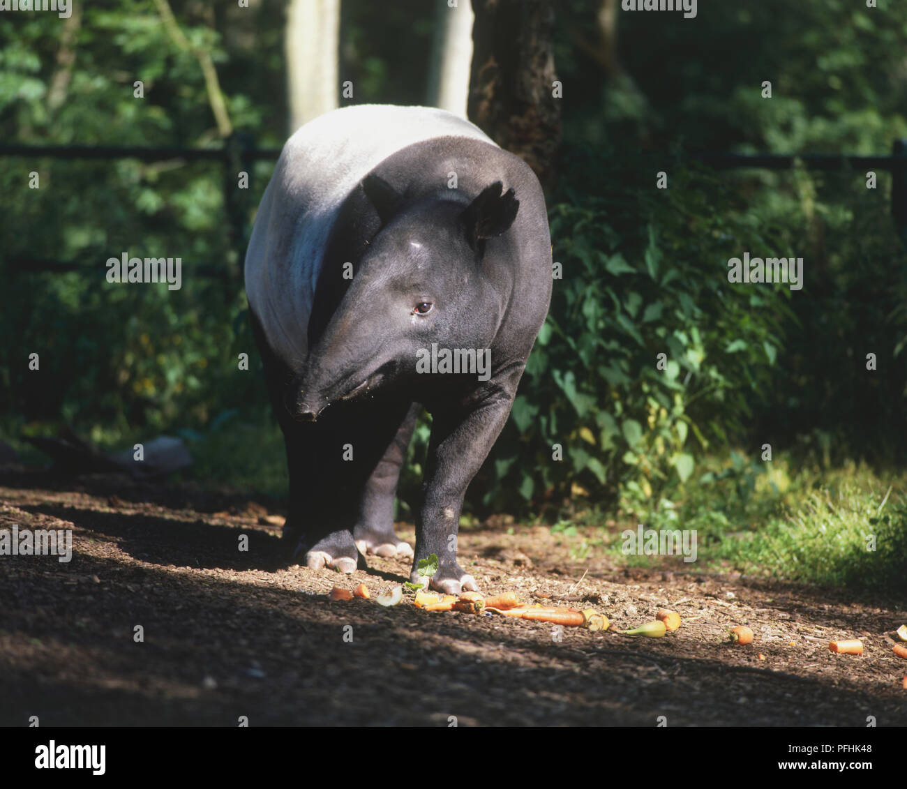 Malayan Tapir, Tapirus indicus, with head tilted sideways, standing on ...