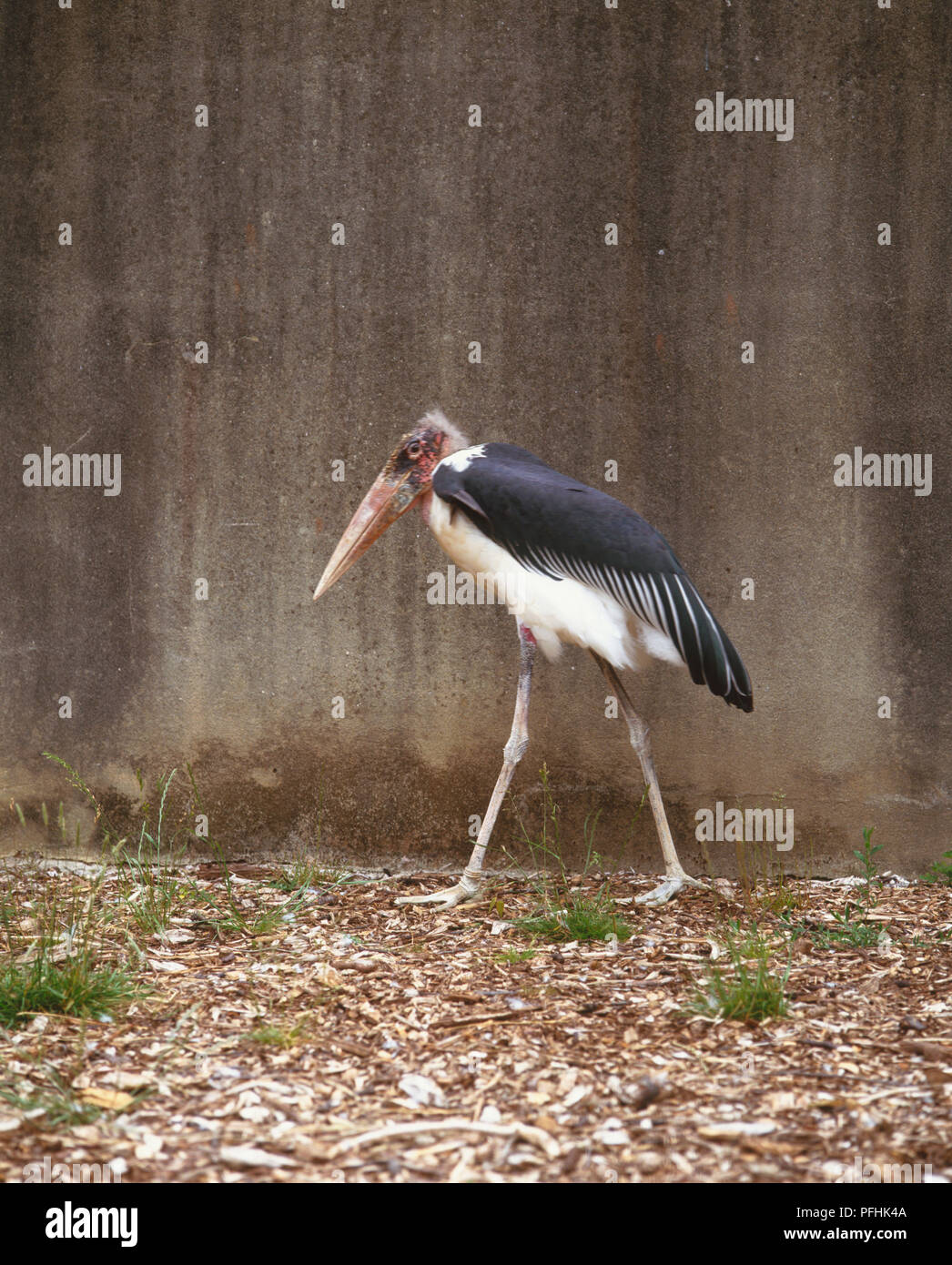 Marabou Stork, Leptoptilos crumeniferus, walking by concrete wall, view ...