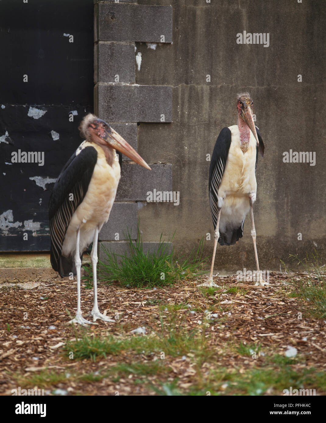 Two Marabou Storks, Leptoptilos crumeniferus, with black and white ...