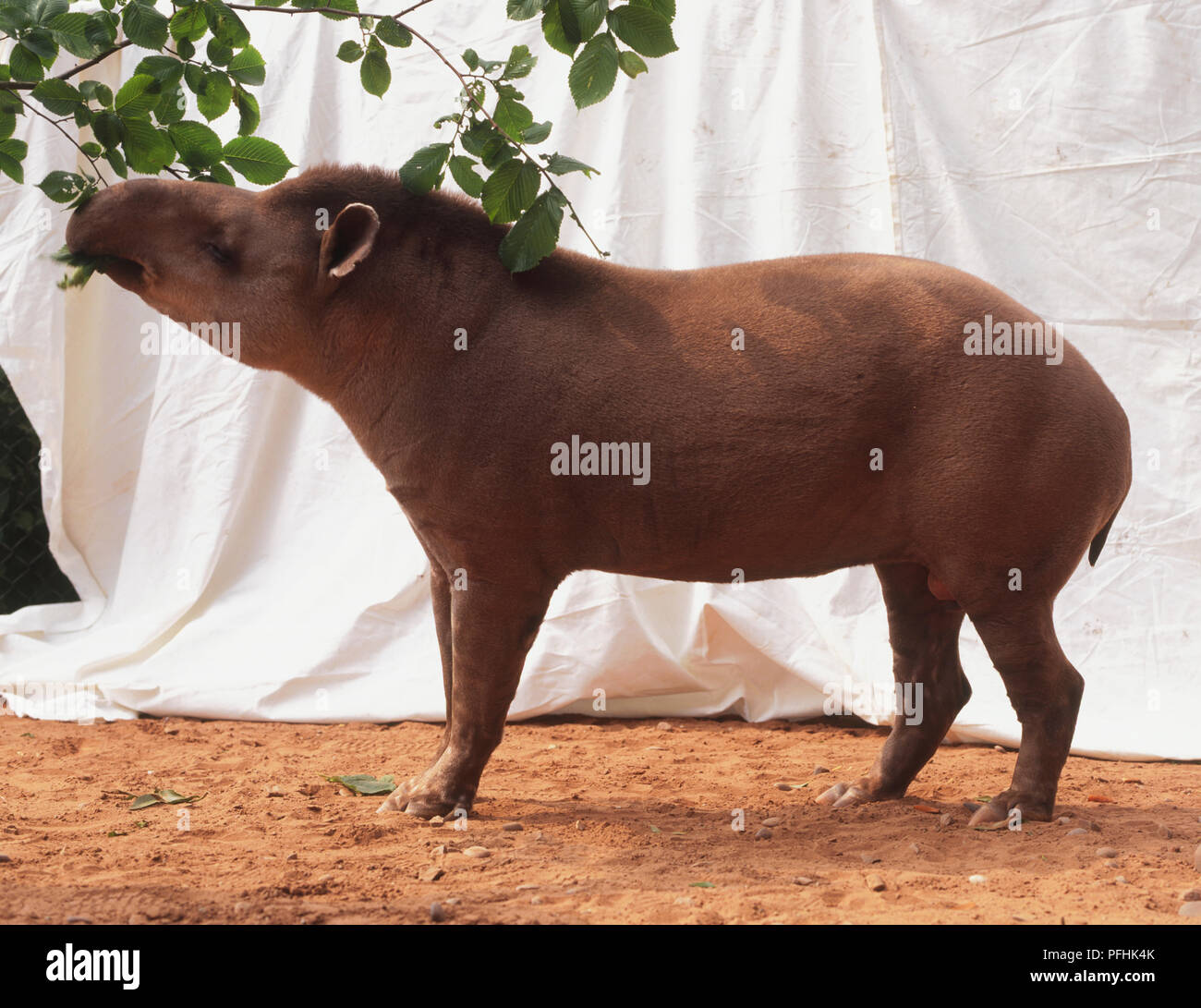 Malayan Tapir, Tapirus indicus, eating leaves from tree, side view ...