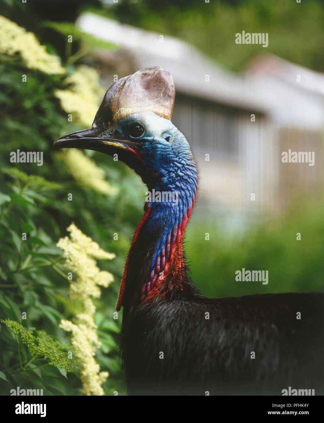 Southern Cassowary, Casurius casuarius, Cassowary, side view Stock ...