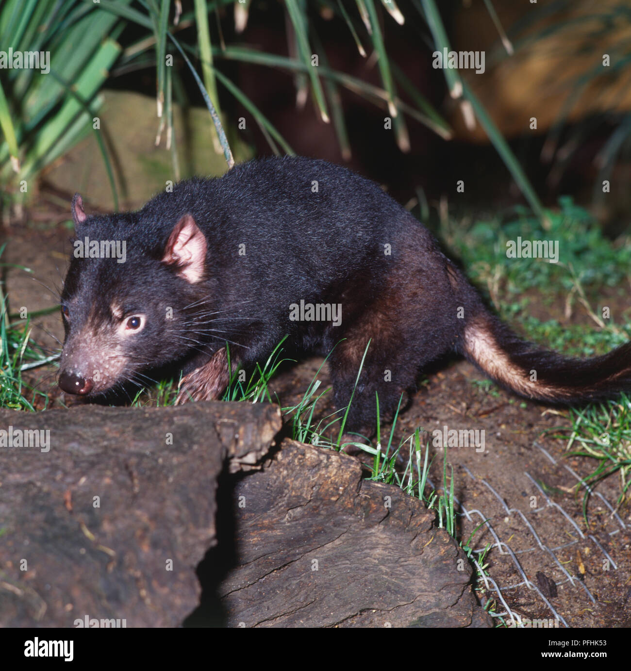 Tasmanian devil in undergrowth, side view Stock Photo - Alamy