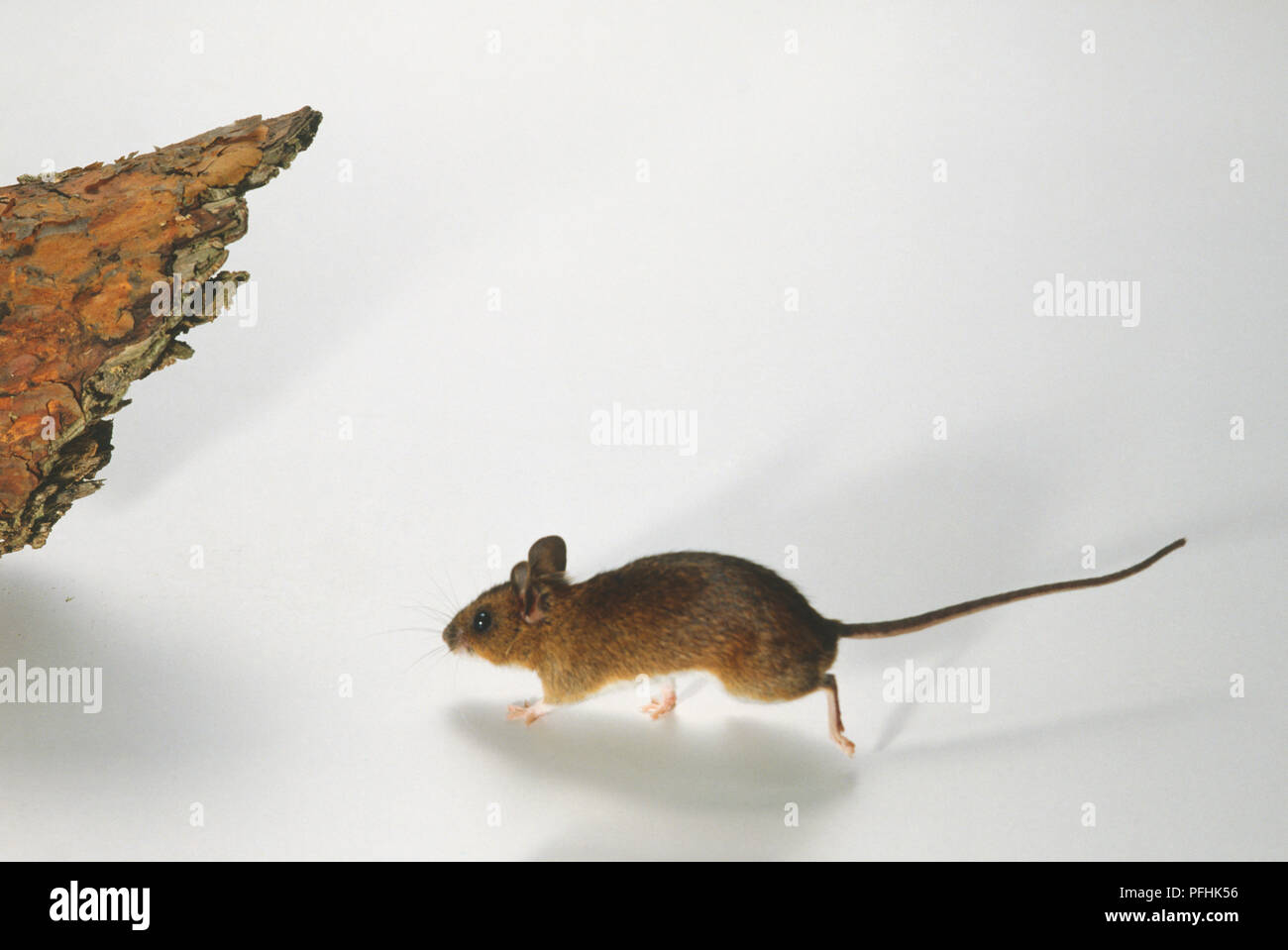 Rat running hi-res stock photography and images - Alamy