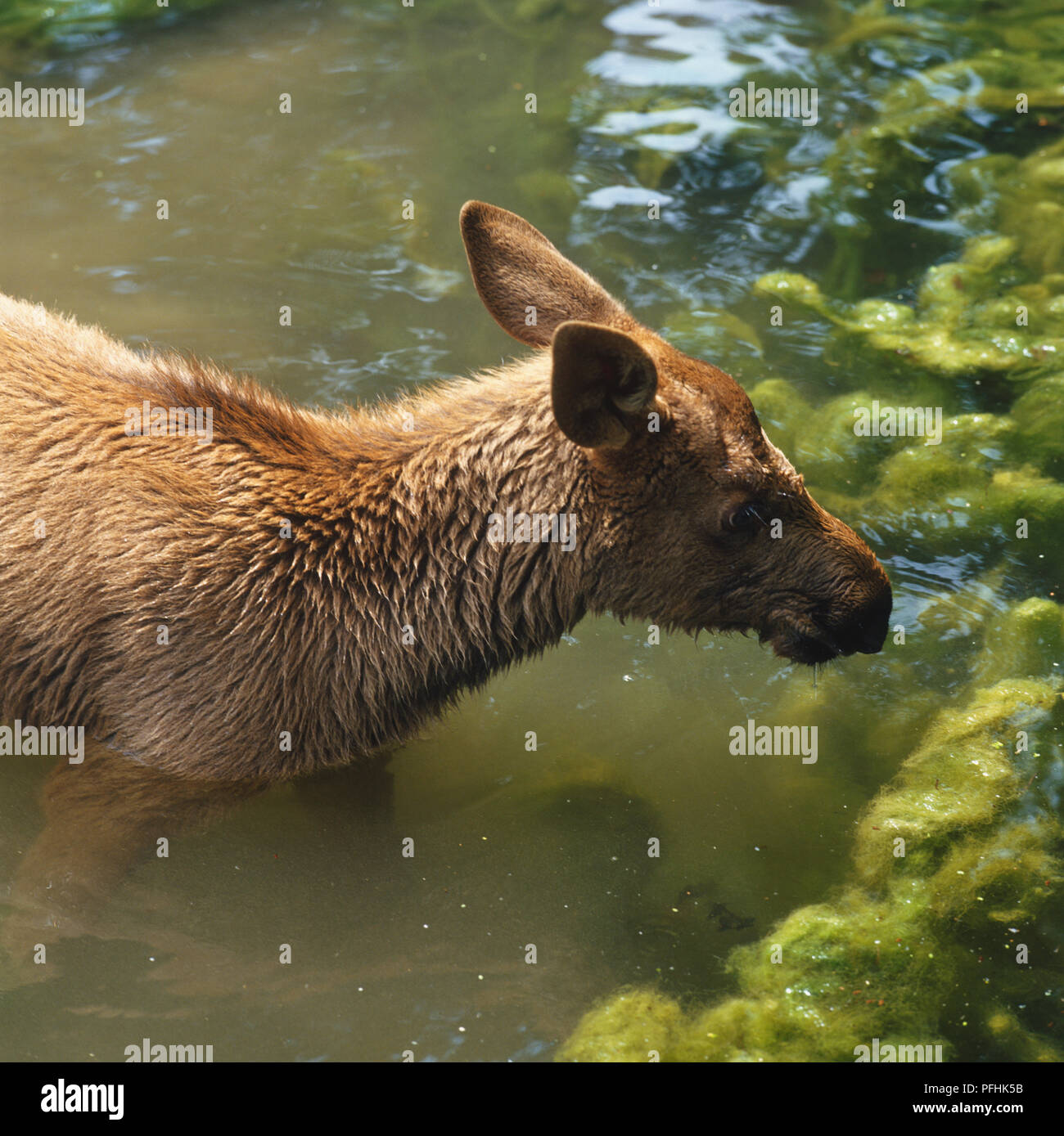 Reindeer, Rangifer tarandus, calf wading through river water, side view ...