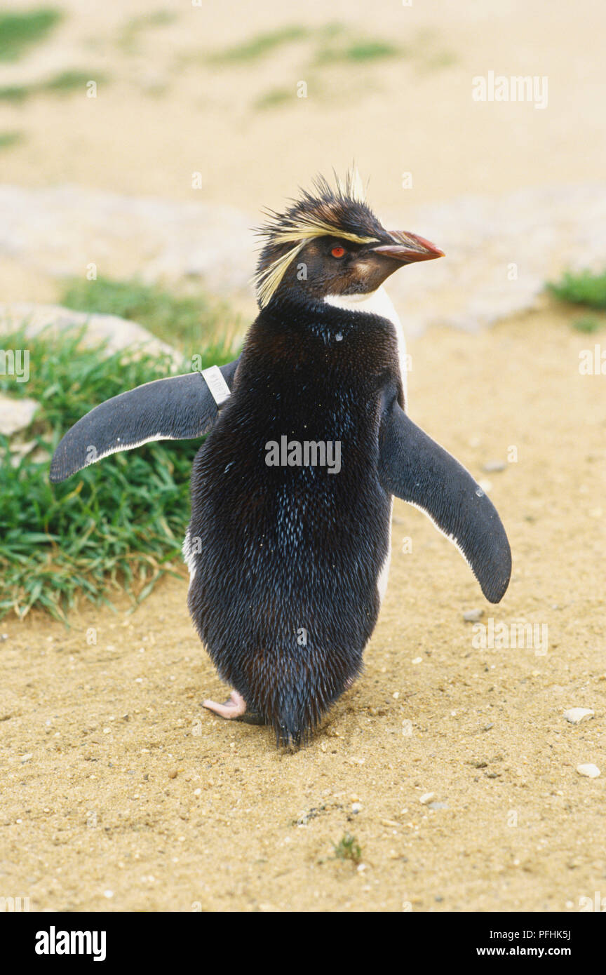 Flippers birds hi-res stock photography and images - Alamy