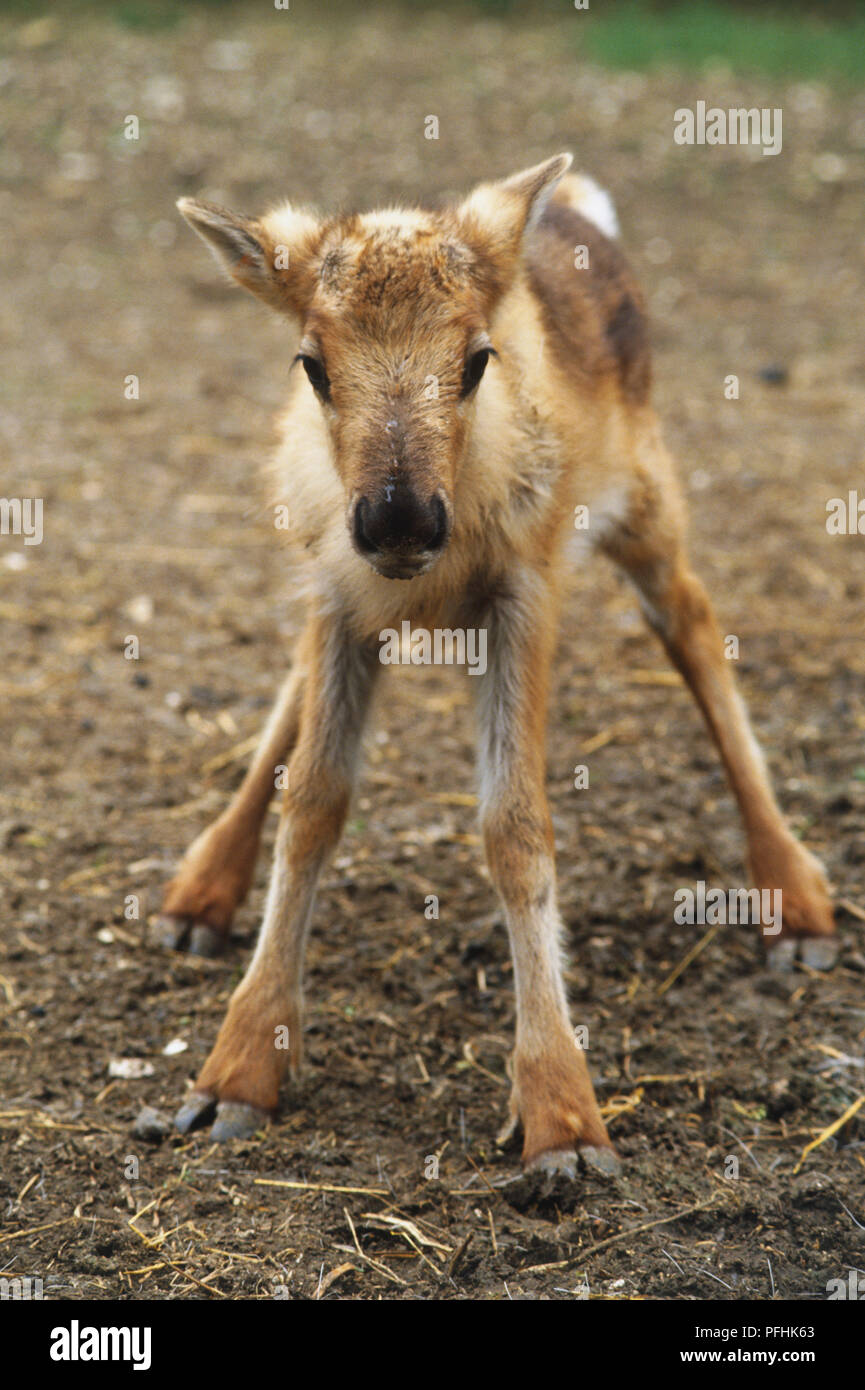 Even herbivores hi-res stock photography and images - Alamy