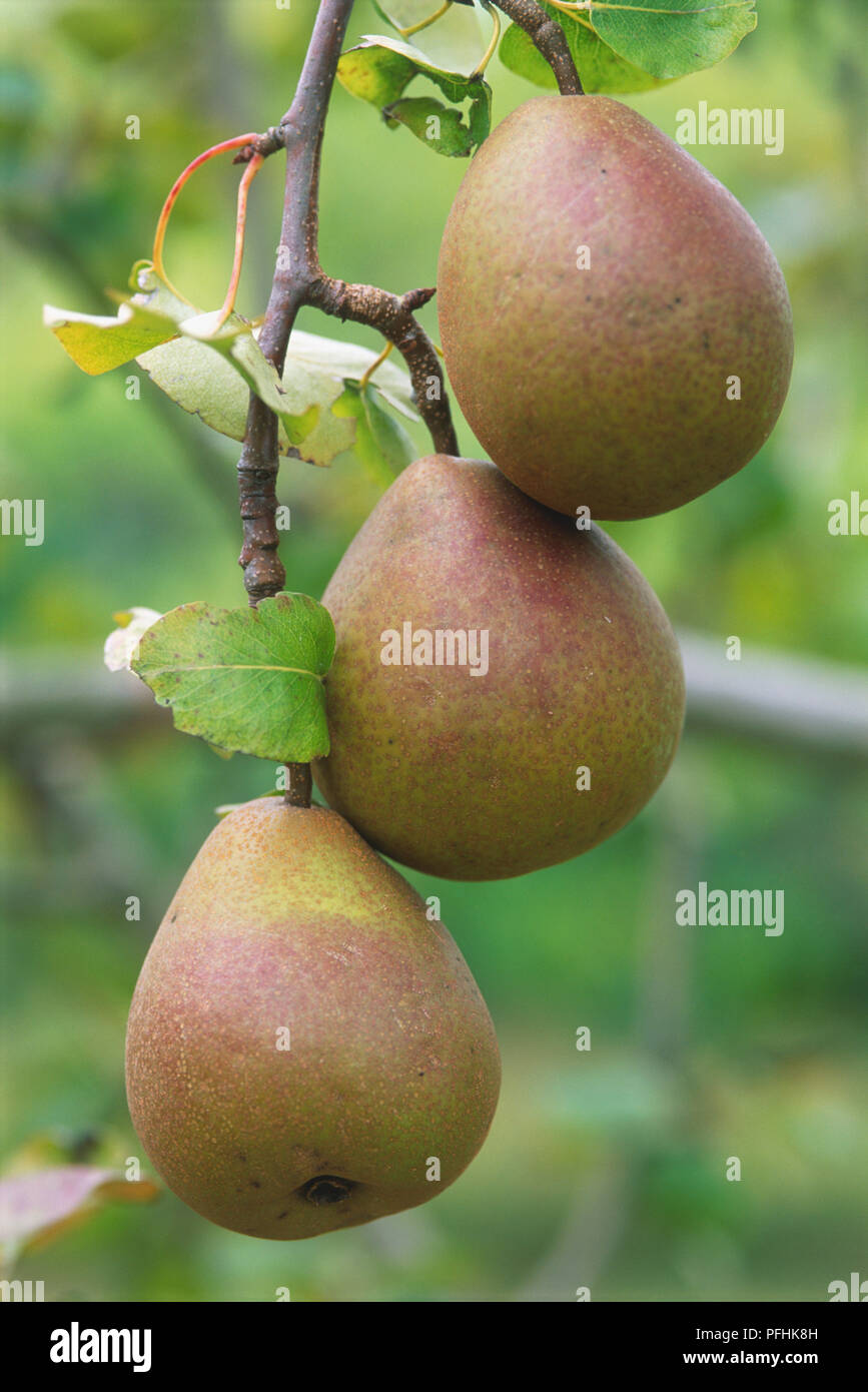 Three Pears Pyrus Communis High Resolution Stock Photography and Images ...