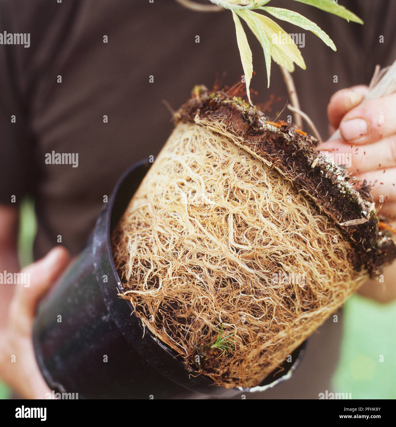 Man pulling plant from plastic container showing dried roots Stock ...