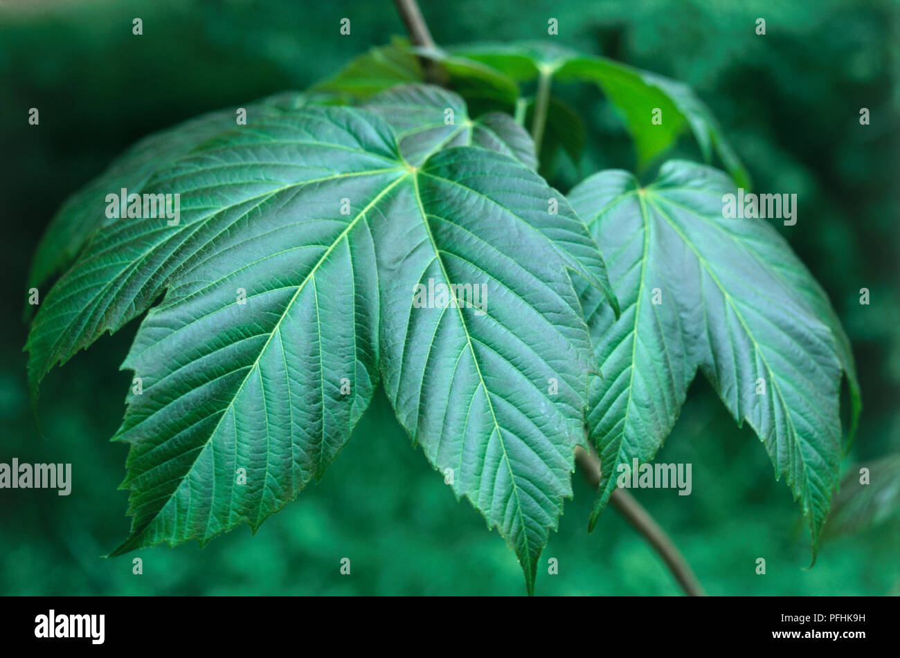 Green leaves from Acer sterculiaceum (Himalayan maple), close-up Stock ...
