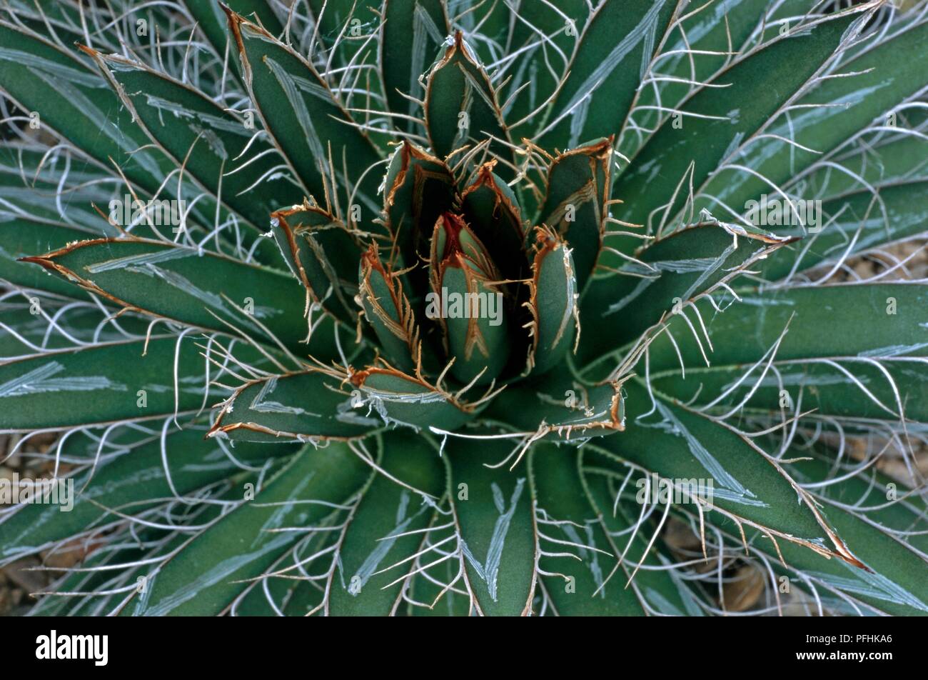 Agave rosette hi-res stock photography and images - Alamy