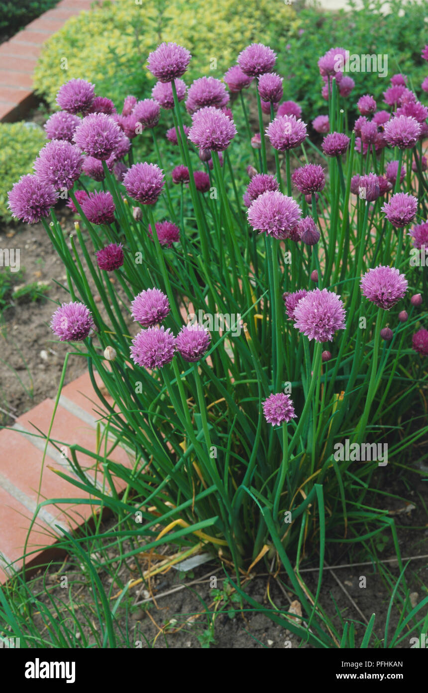Allium schoenoprasum (Giant Chives), flowers and flower buds, atop long ...