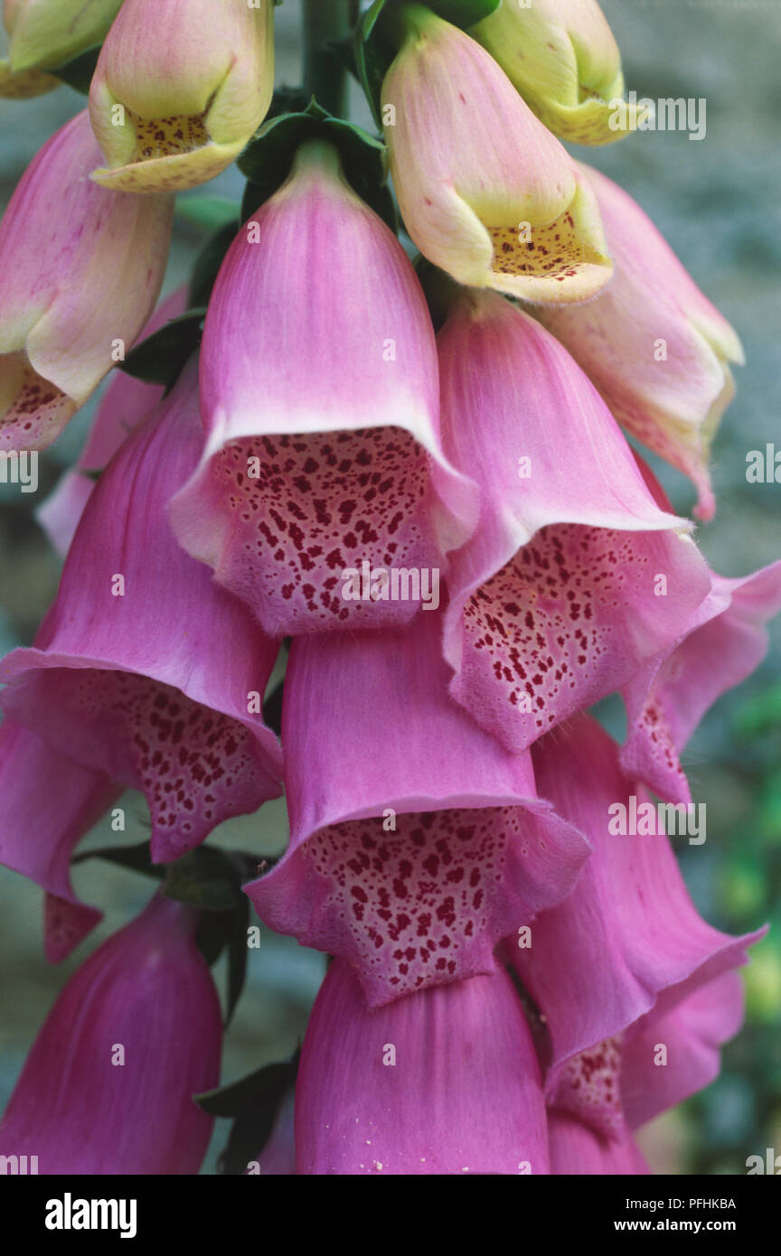 Digitalis purpurea, flowers, close-up Stock Photo - Alamy