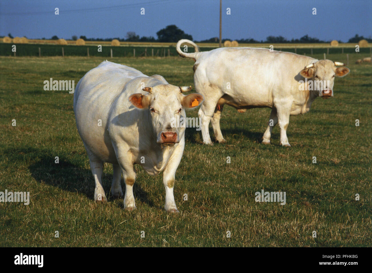 White cows hi-res stock photography and images - Alamy