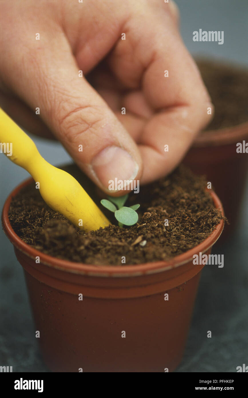 Seedling being planted hi-res stock photography and images - Alamy
