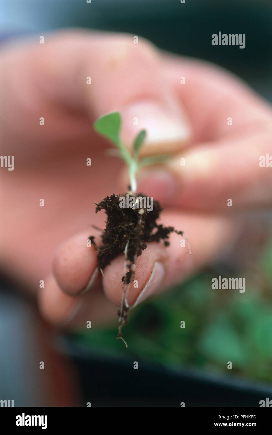 Hand holding an uprooted plant sprout, close up Stock Photo - Alamy