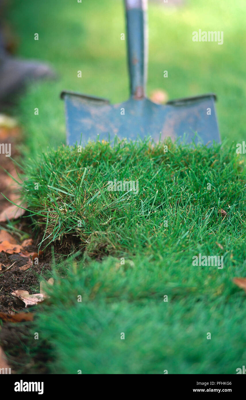 Turf being lifted with garden spade, front view Stock Photo - Alamy