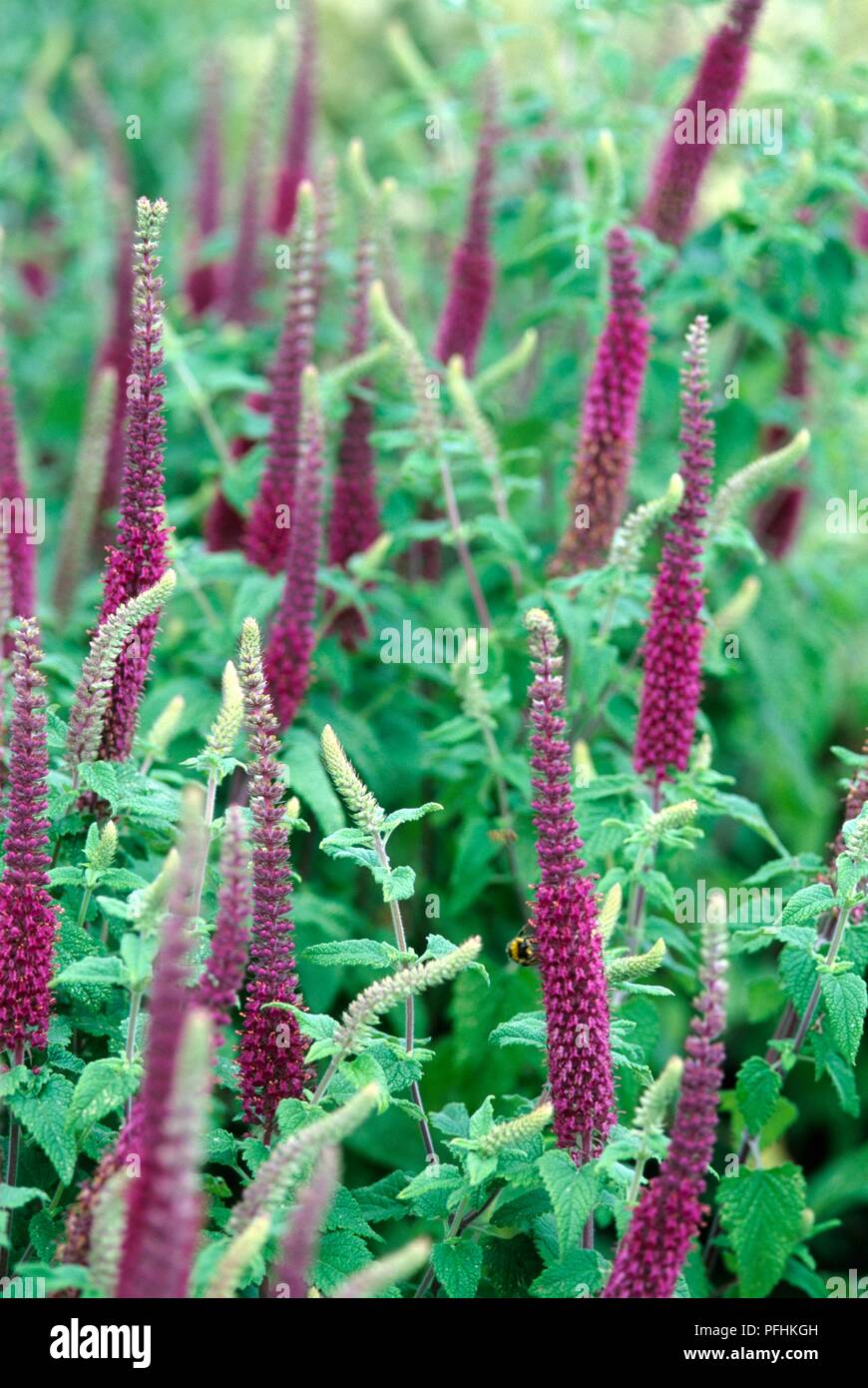 Teucrium flower hi-res stock photography and images - Alamy