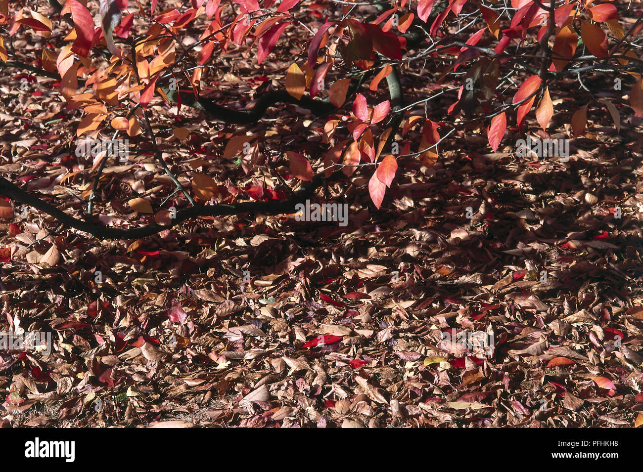 Fall autumn view in hi-res stock photography and images - Alamy