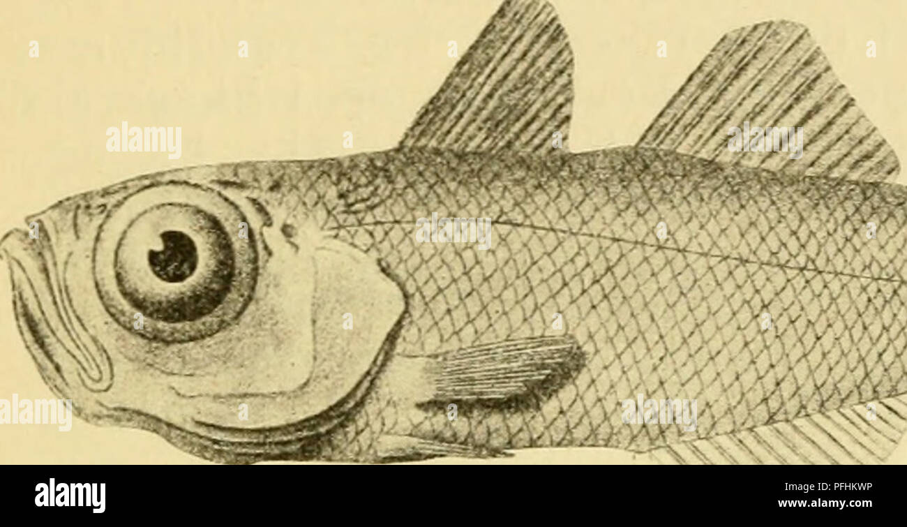 This illustration and description detail the silver cod (Gadiculus ...