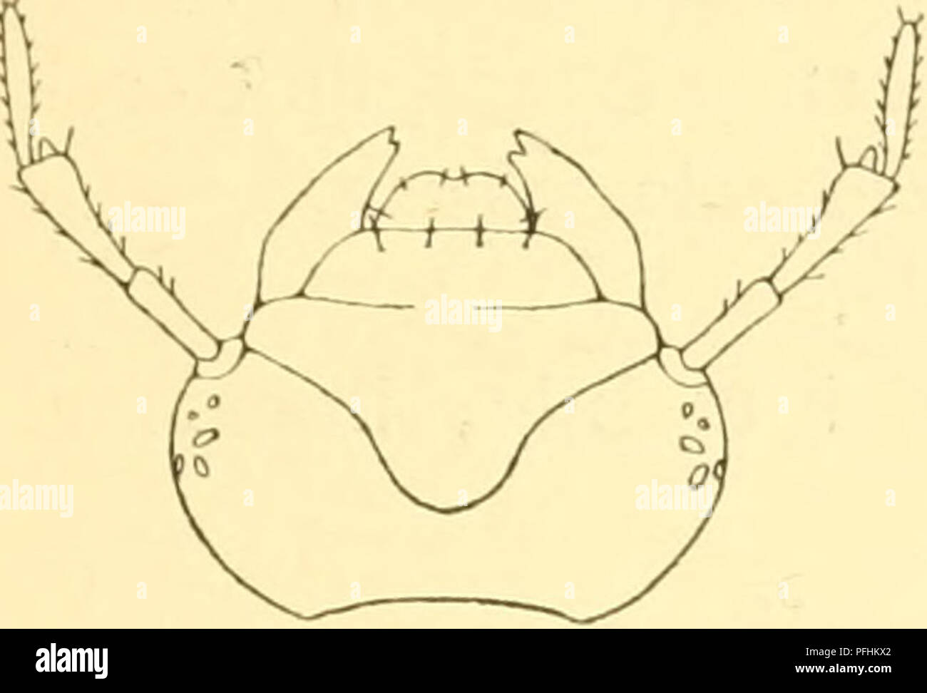 Various anatomical features of beetles hi-res stock photography and ...