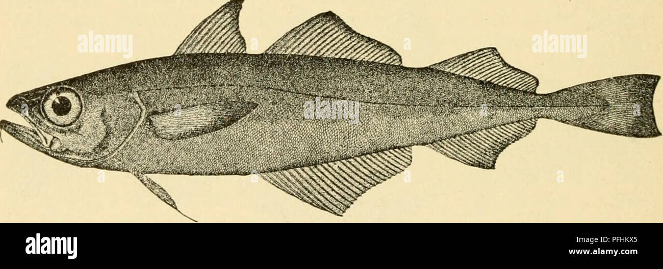 This illustrated guide to Danish fauna details the habitats and ...