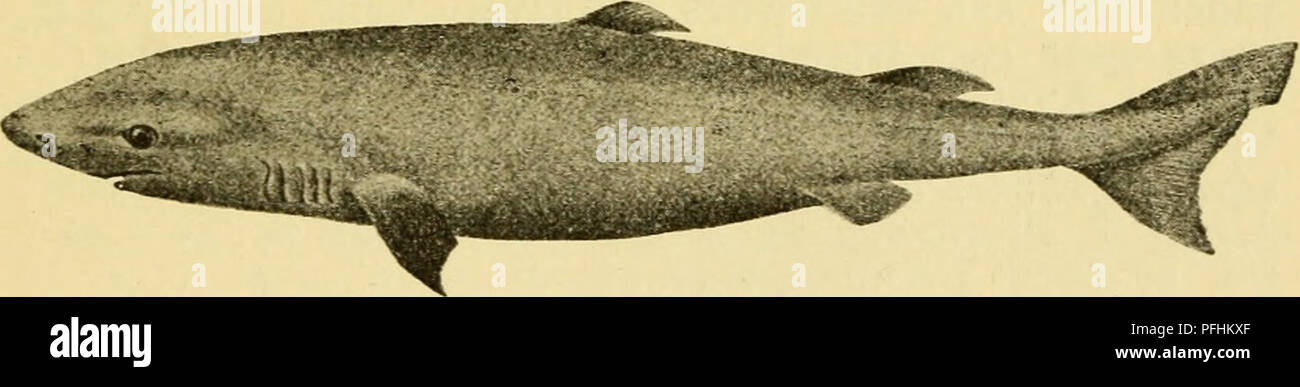 . Danmarks fauna; illustrerede haandbøger over den danske dyreverden ...