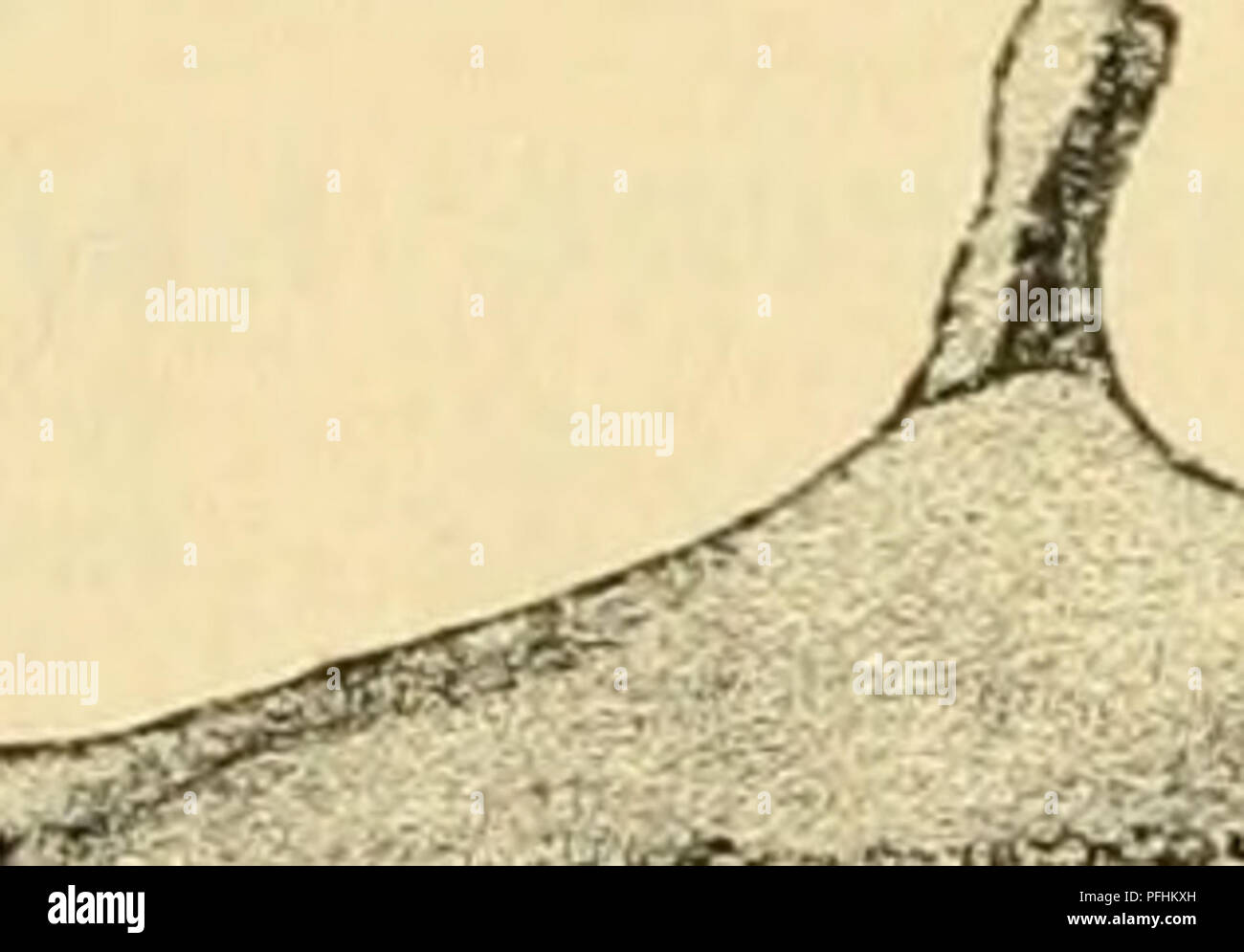 This illustration from 'Danmarks fauna' features a smaller species of ...