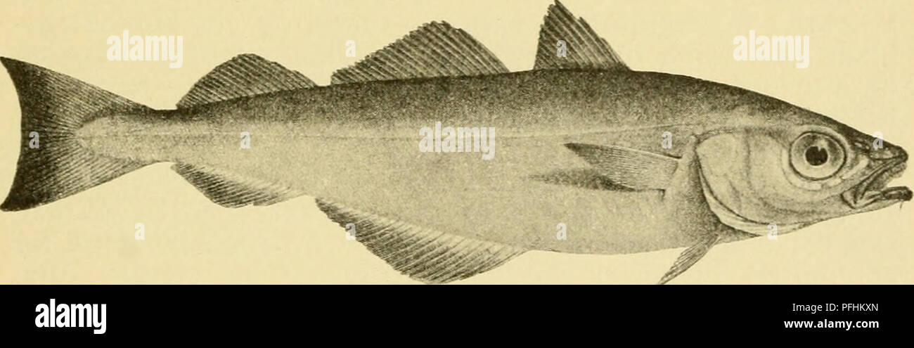 This illustrated guide to the fauna of Denmark provides detailed ...