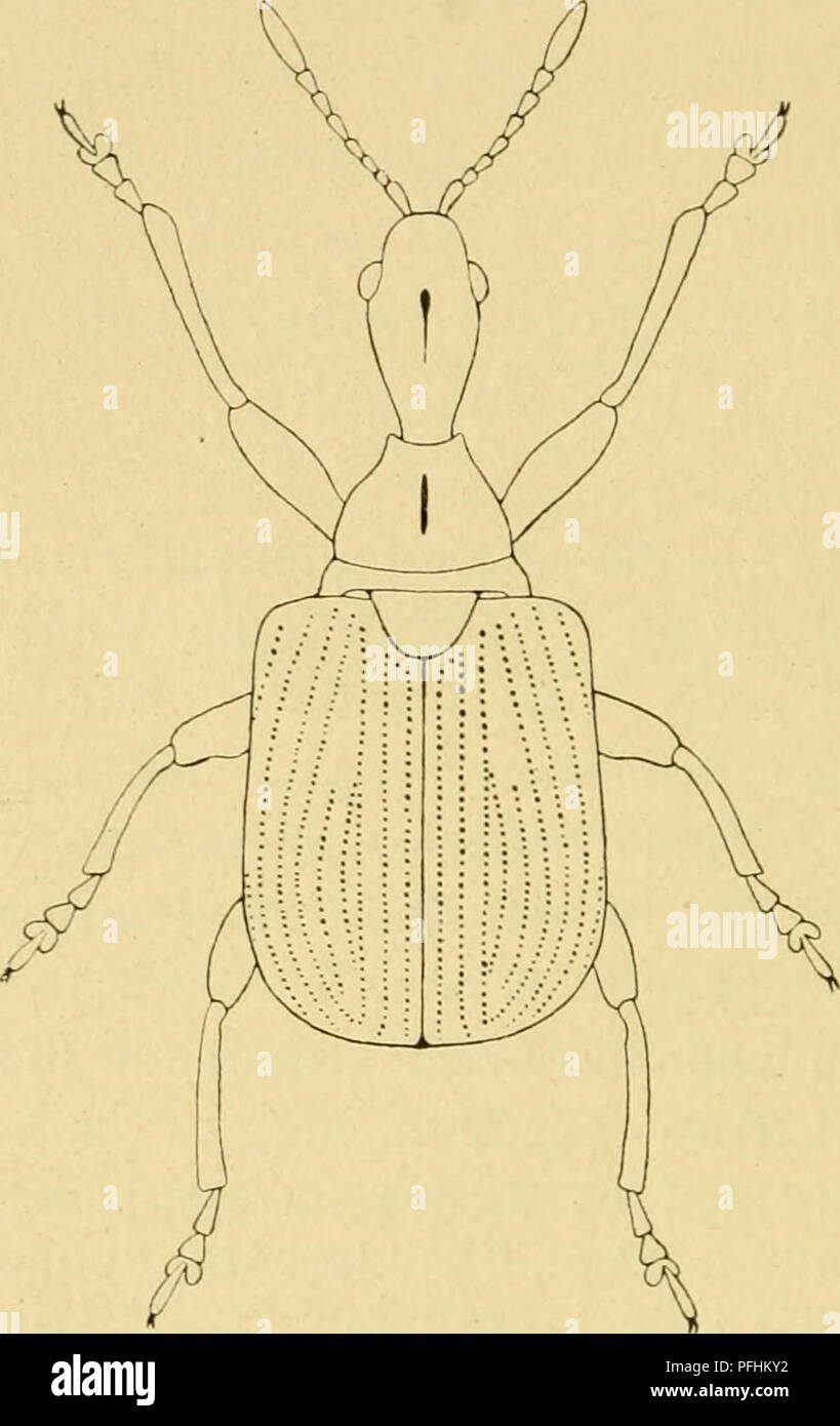Nemonychidae hi-res stock photography and images - Alamy