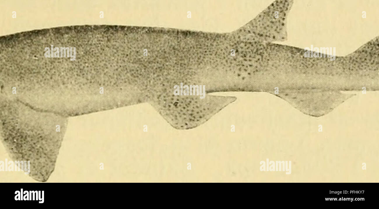 This illustrated guide to Denmark's fauna provides detailed ...