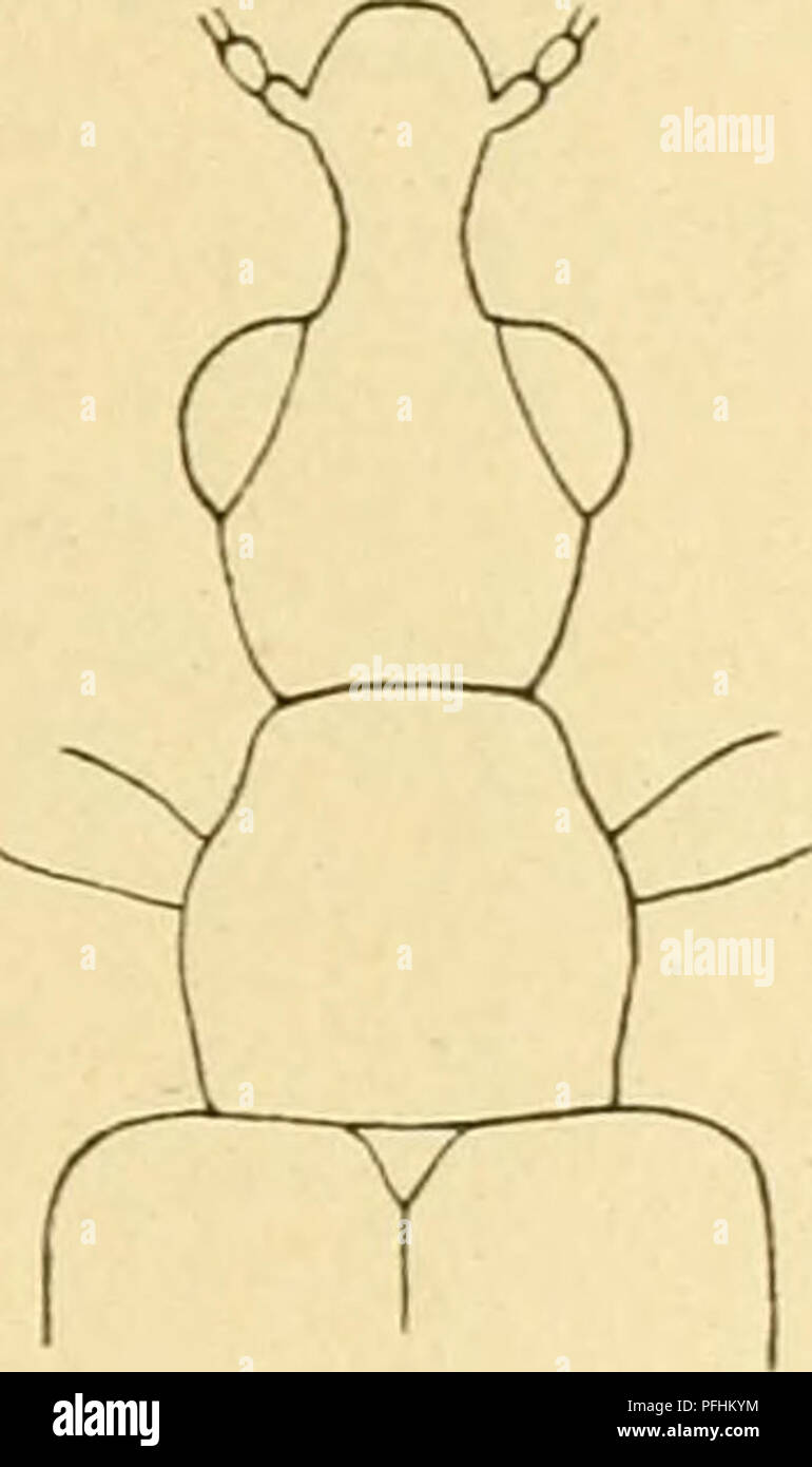 This work covers the beetle species of Denmark, providing an overview ...