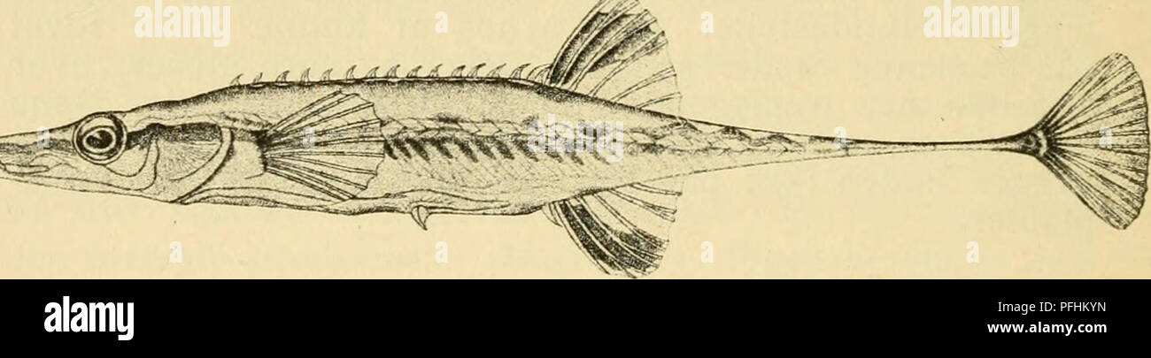 This Danish text provides an illustration and description of Danish ...