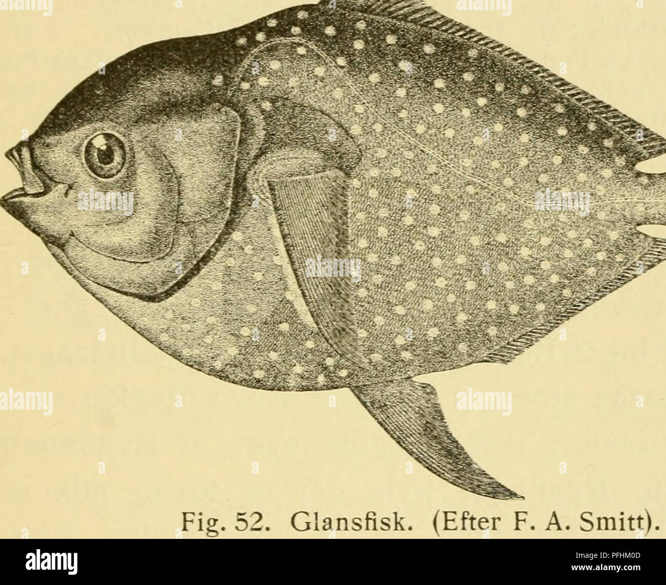 This description provides details on the Glansfisk (Lampreys guttatus ...