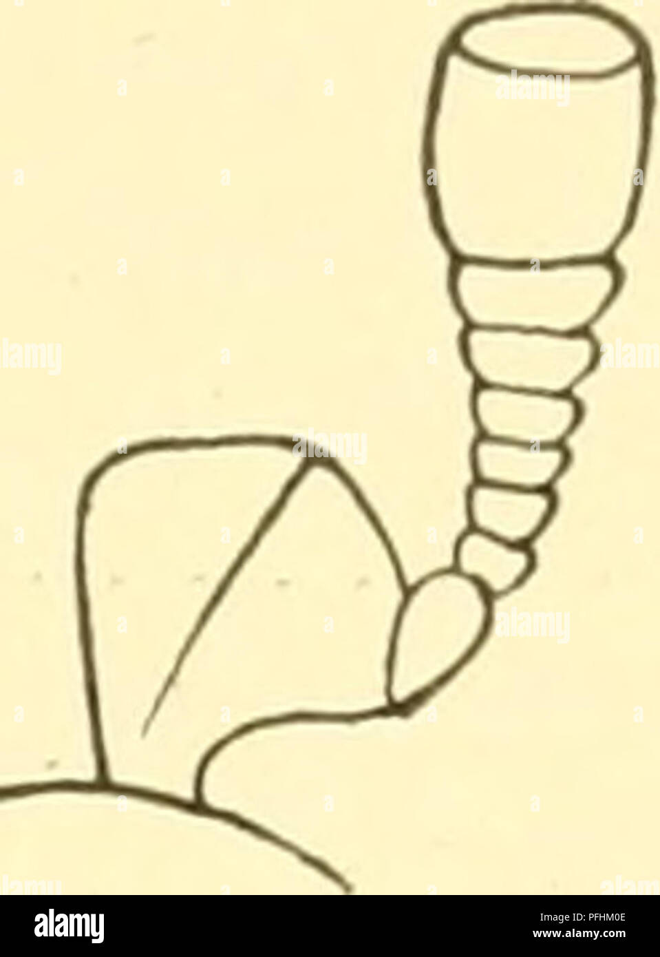 This illustration depicts a beetle species from Denmark, characterized ...