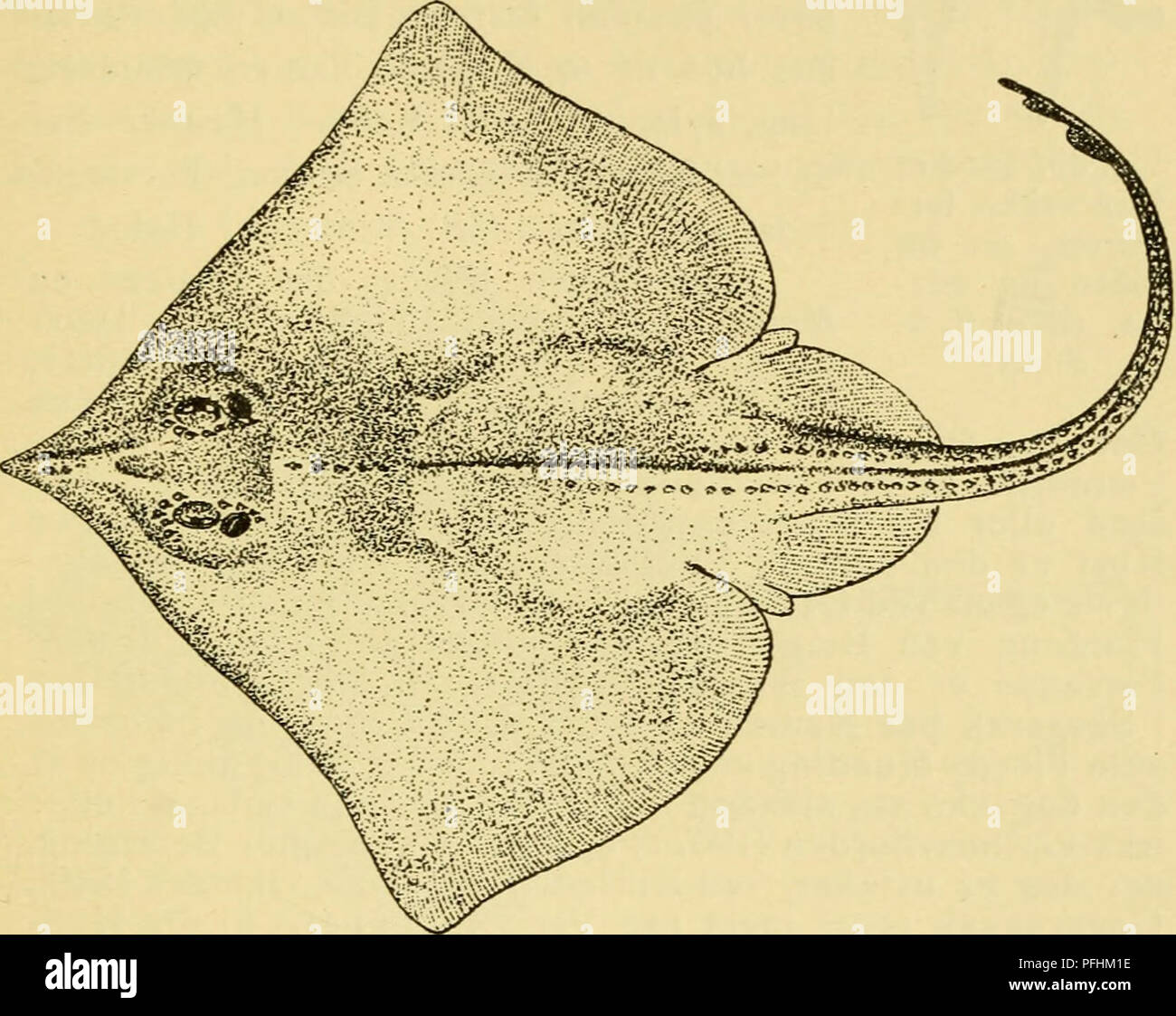 . Danmarks fauna; illustrerede haandbøger over den danske dyreverden ...