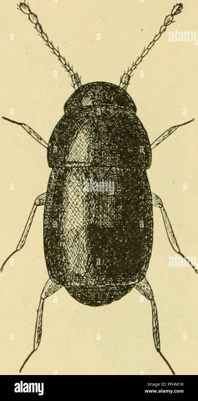 This entomological illustration depicts various beetles from Denmark ...