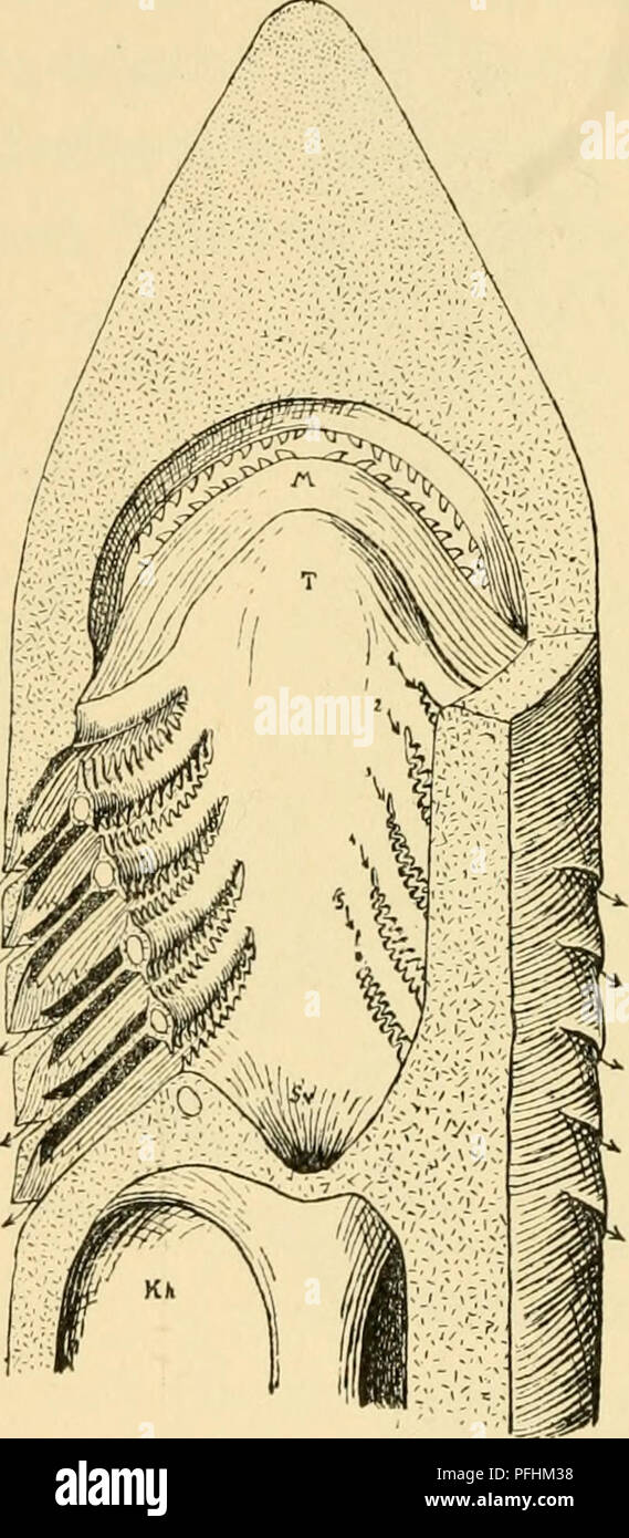 This entry from Danmarks fauna describes the heart structure of Ganoid ...
